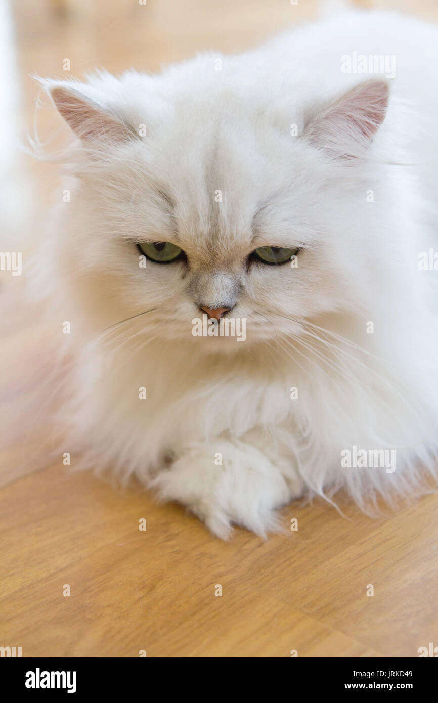 White Persian cats Stock Photo - Alamy