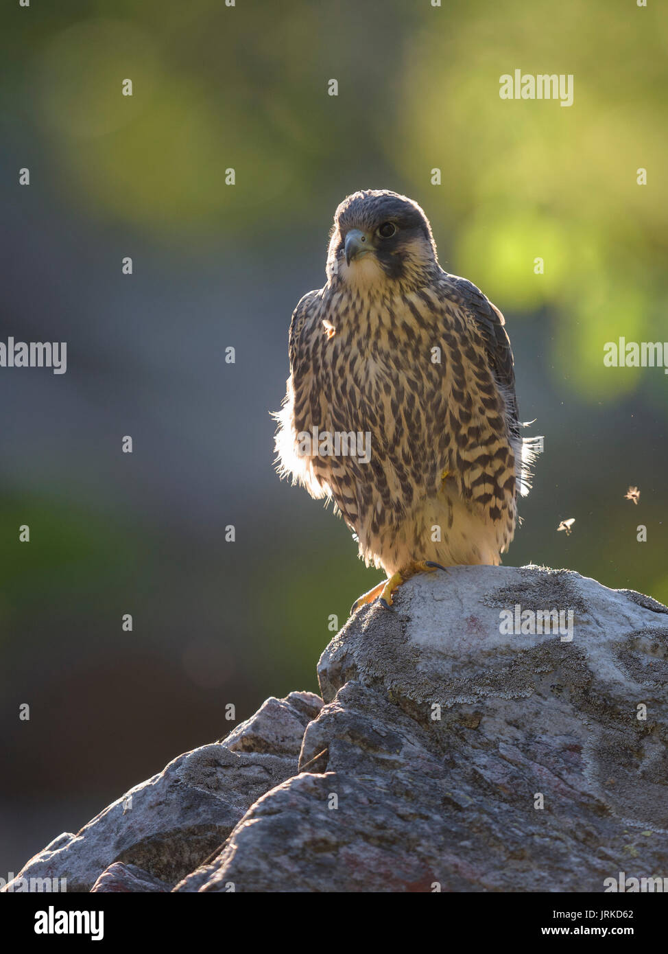 Peregrine Falcon (Falco peregrinus), young bird sitting on rock ...