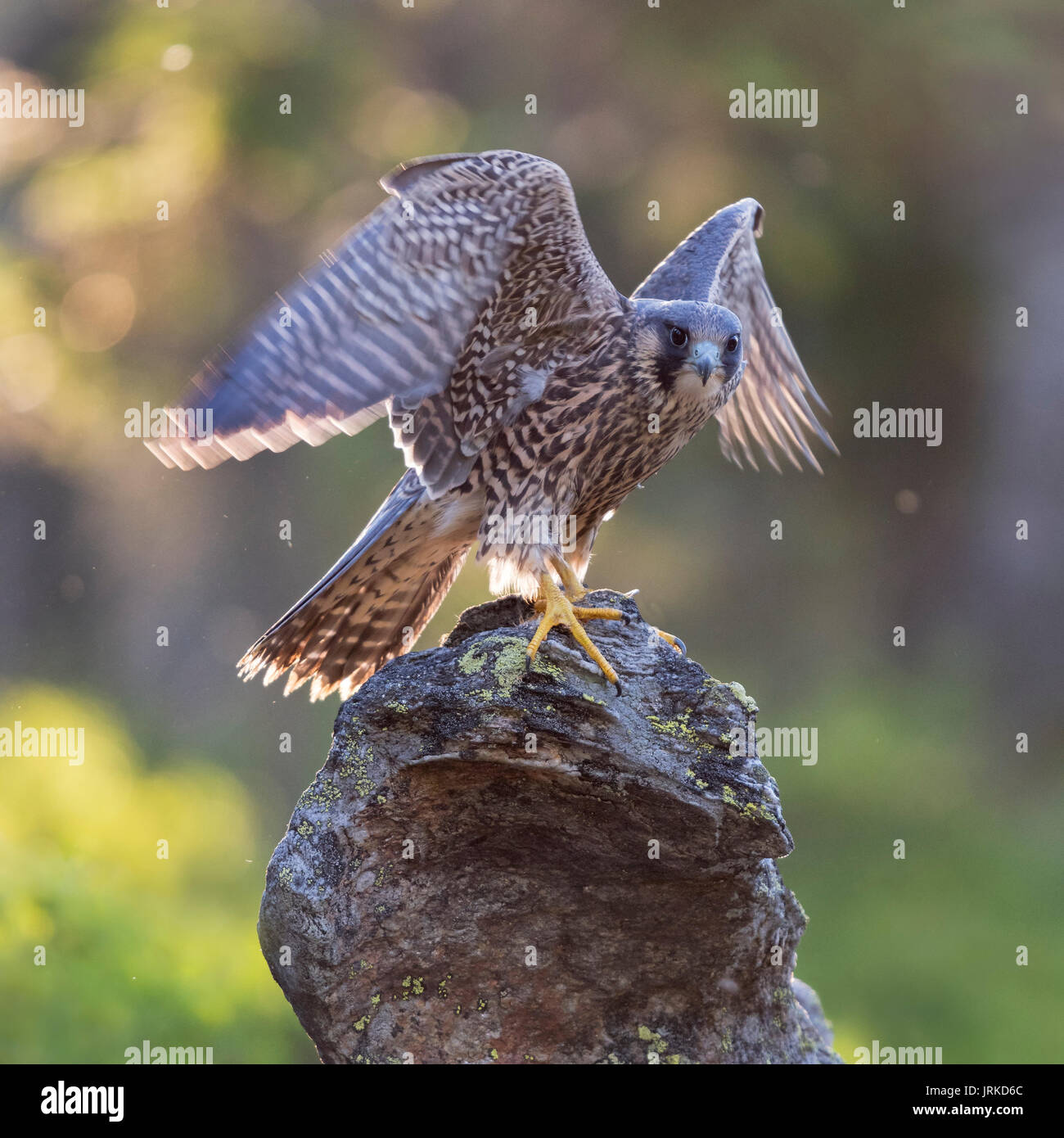 Peregrine falcon (Falco peregrinus), young bird sitting on rock and ...