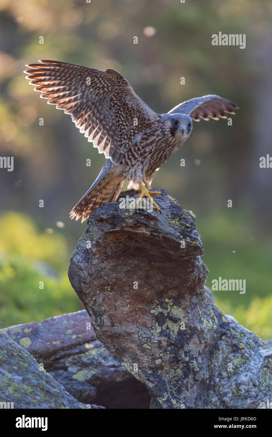 Young Falcon High Resolution Stock Photography and Images - Alamy