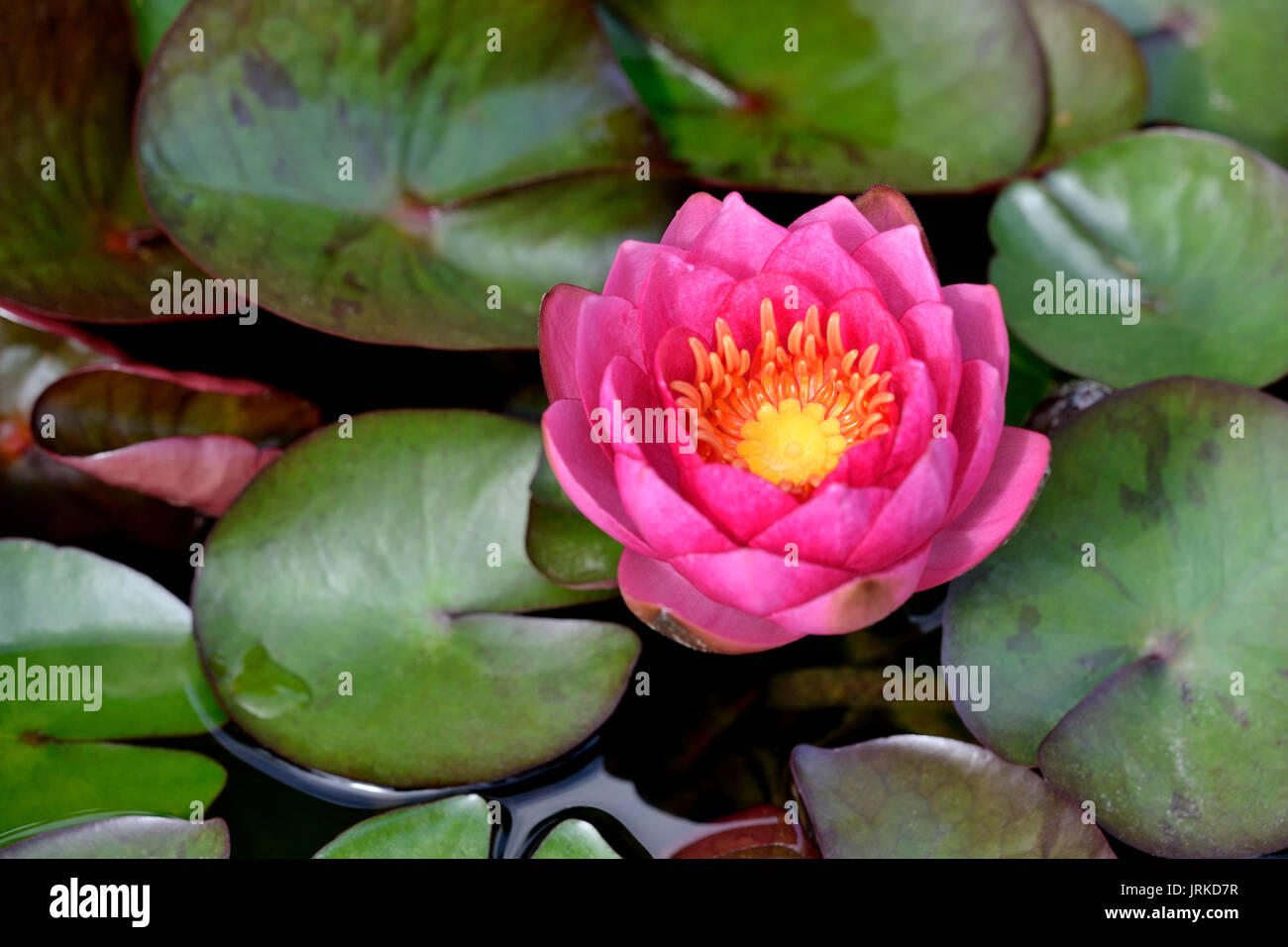Water lily (Nymphaea), pink flower, North Rhine-Westphalia, Germany ...