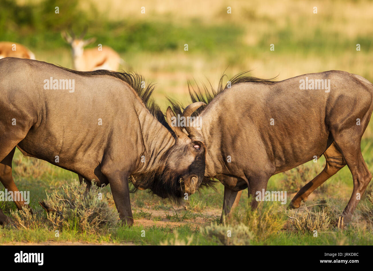 Blue wildebeests springboks hi-res stock photography and images - Alamy
