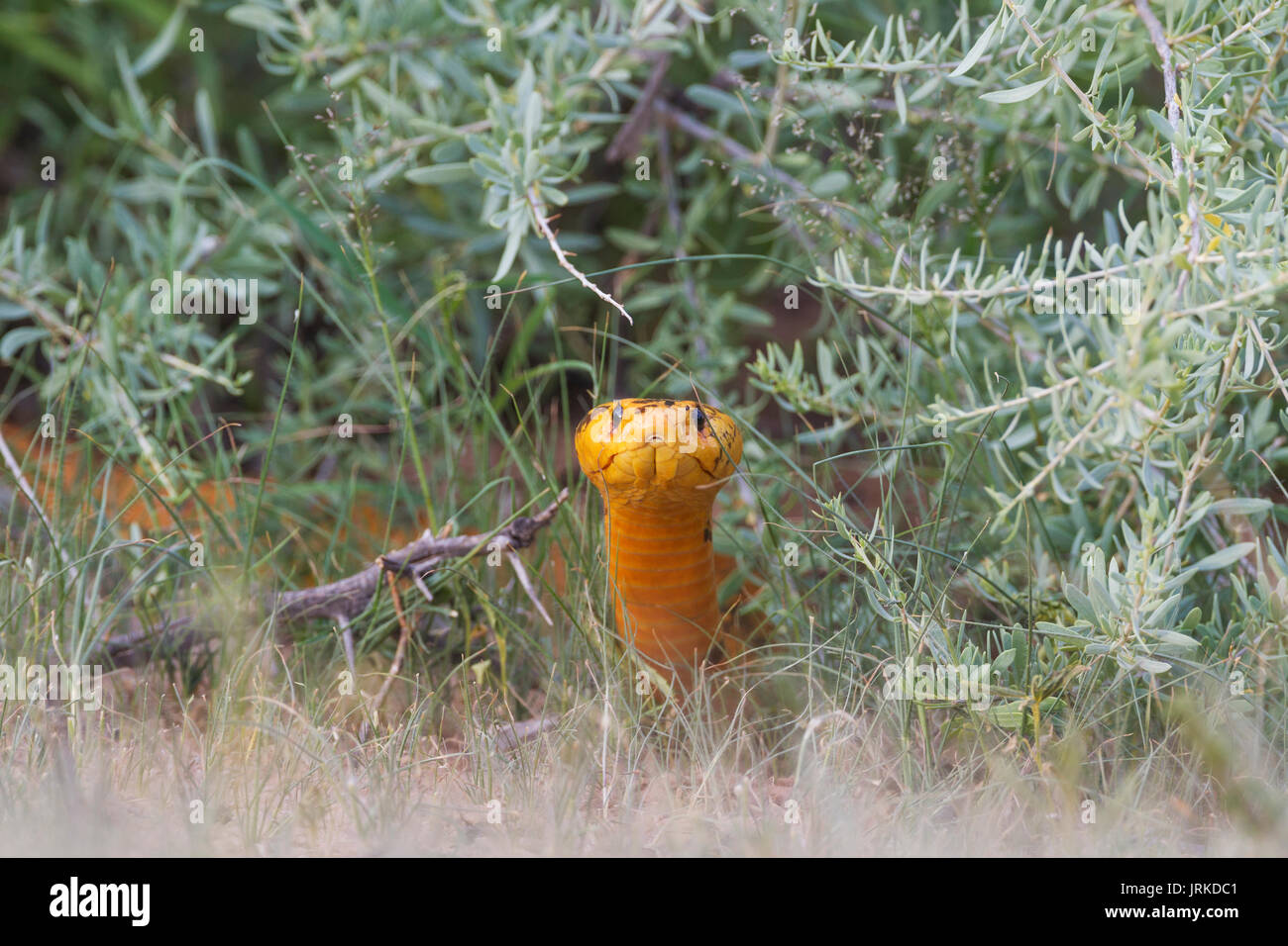 Cape Cobra (Naja nivea), during the rainy season in green surroundings ...
