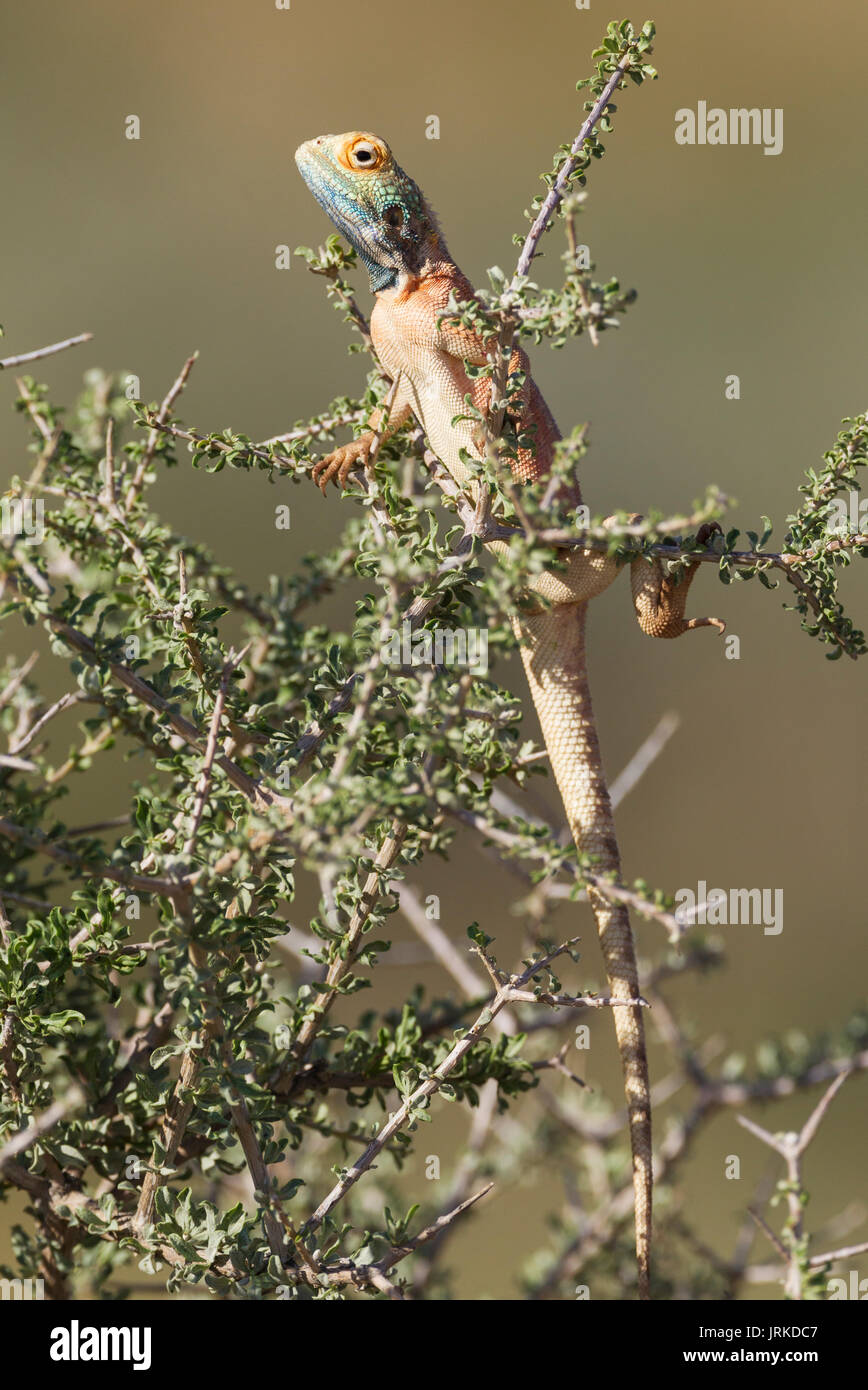 Ground Agama (Agama aculeata), male, climbing on low shrub, Kalahari ...