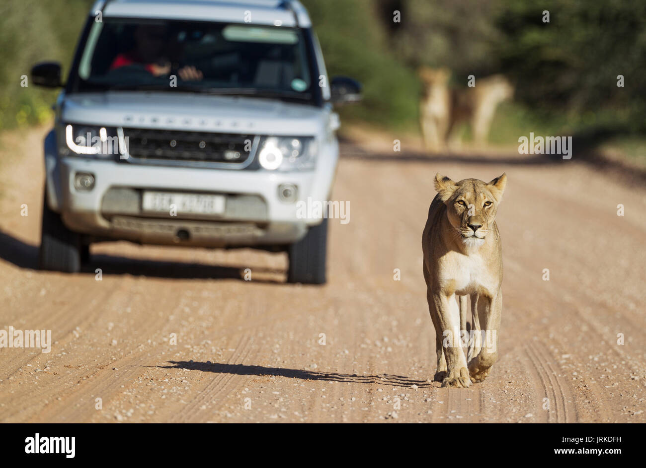 Lioness (Panthera leo), female walking on road, behind it a tourist ...