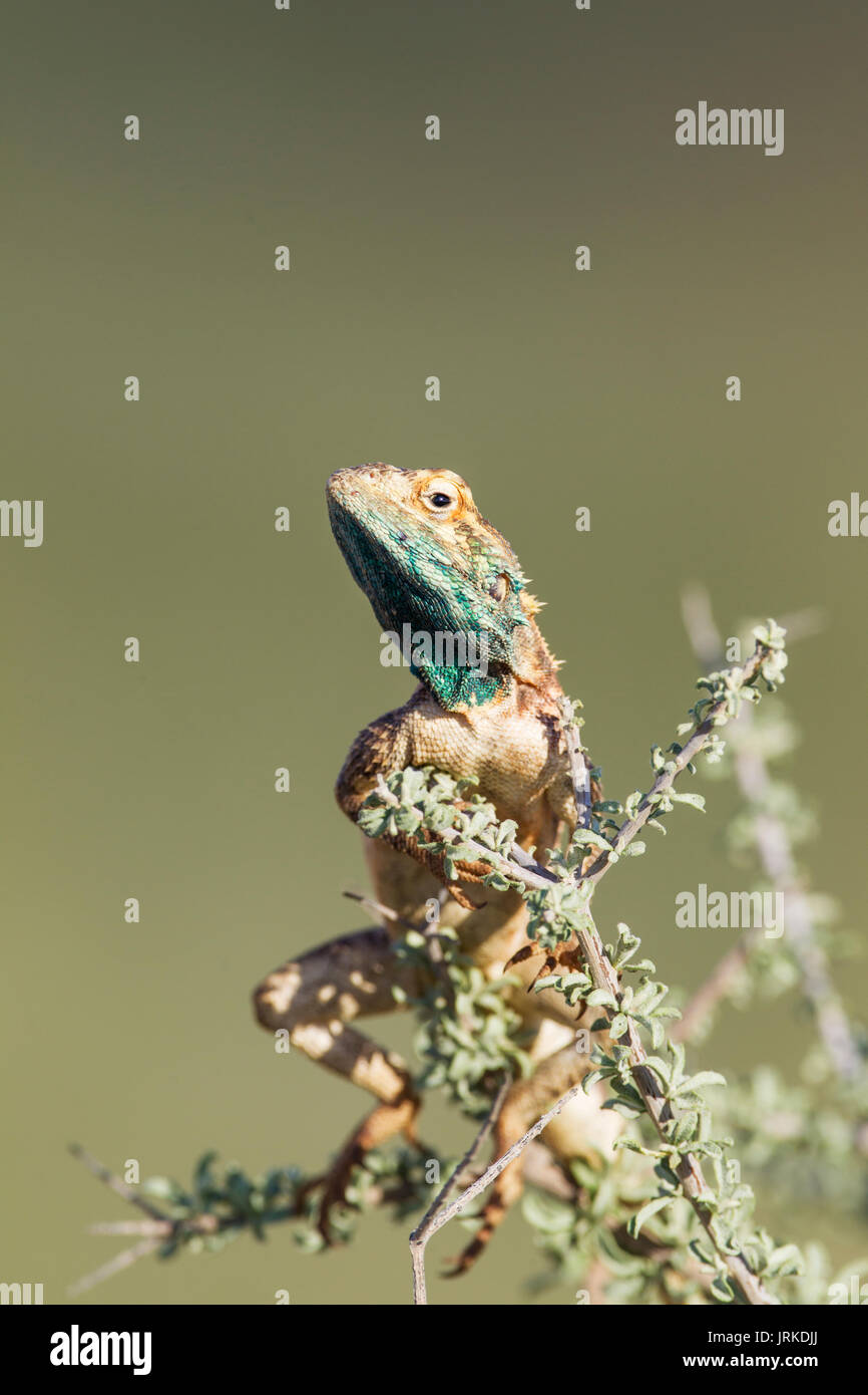 Ground Agama (Agama aculeata), male, climbing on low shrub, Kalahari ...