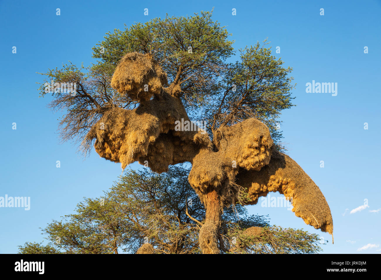 Huge communal nest of Sociable Weavers (Philetairus socius) in a ...