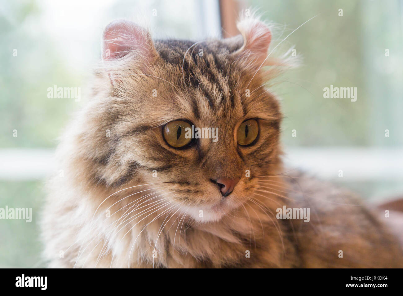 American Curl cat Stock Photo - Alamy