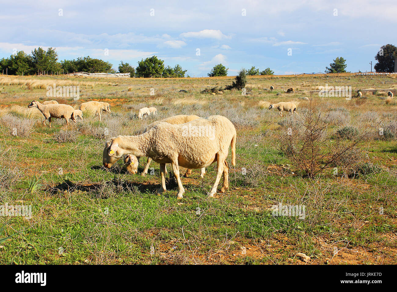 Fat sheep on the grass Stock Photo - Alamy