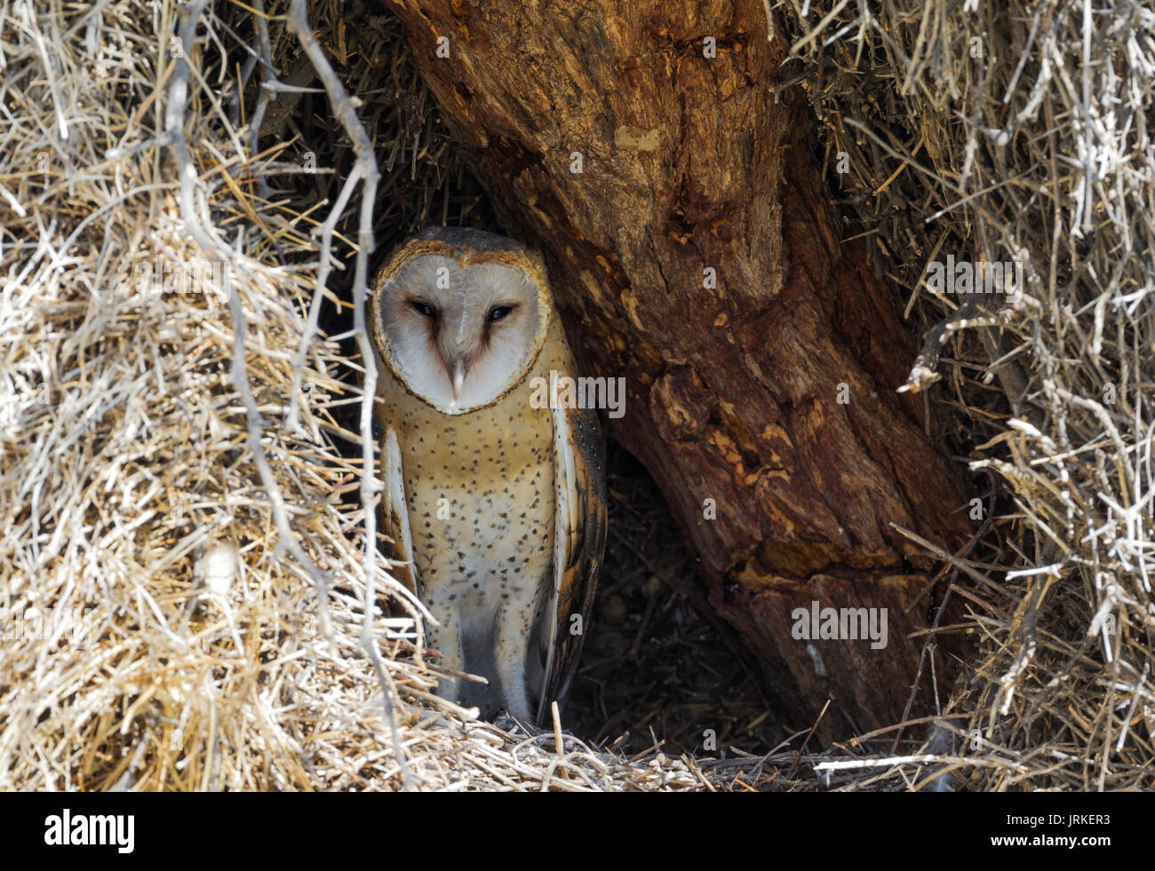 Barn Owl (Tyto alba), male in its nest in tree, Kalahari Desert ...