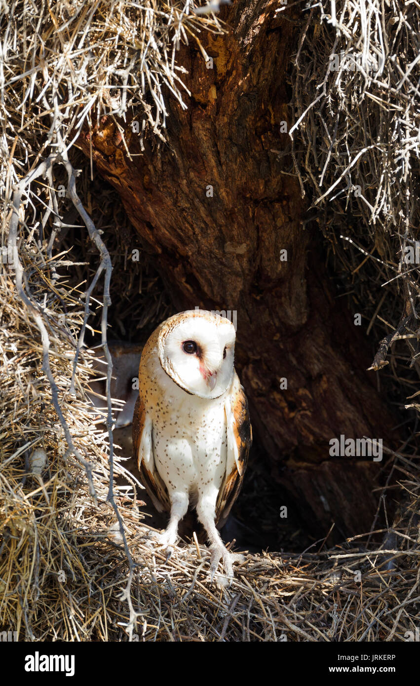 African barn owl hi-res stock photography and images - Alamy