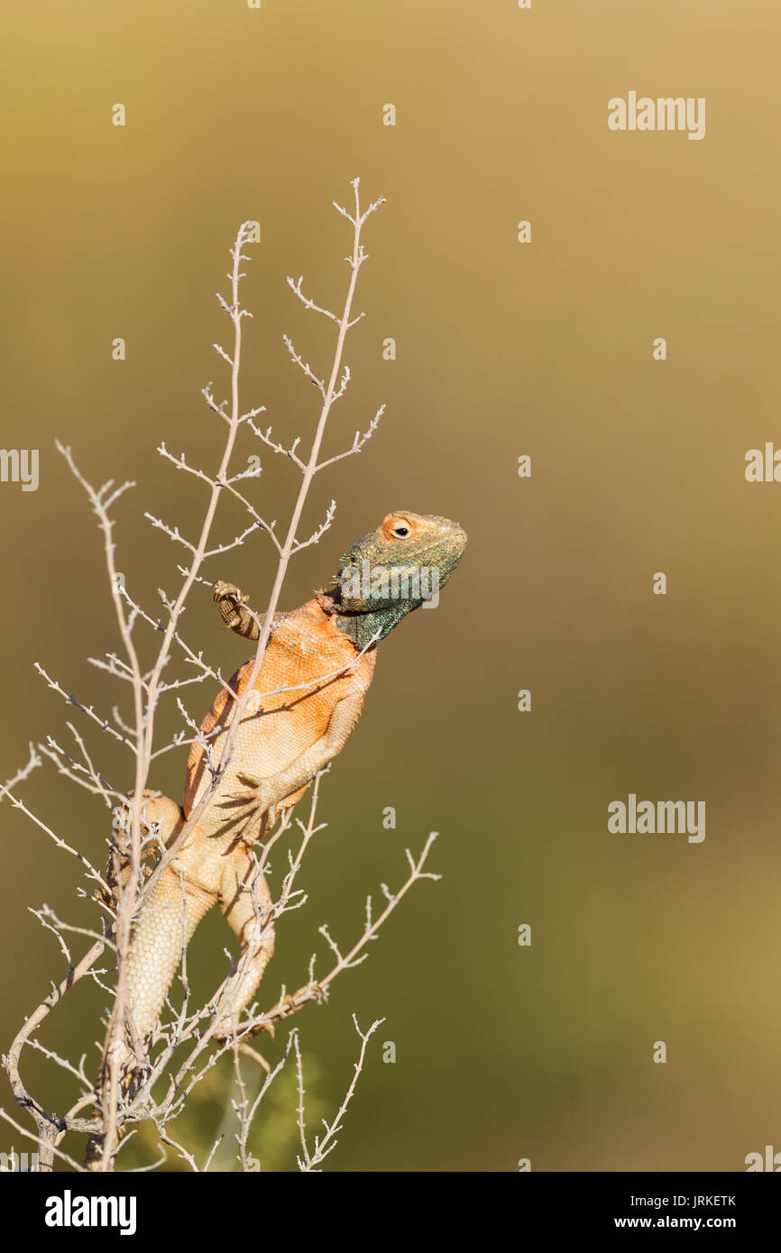 Ground Agama (Agama aculeata), male, climbing on low shrub, Kalahari ...