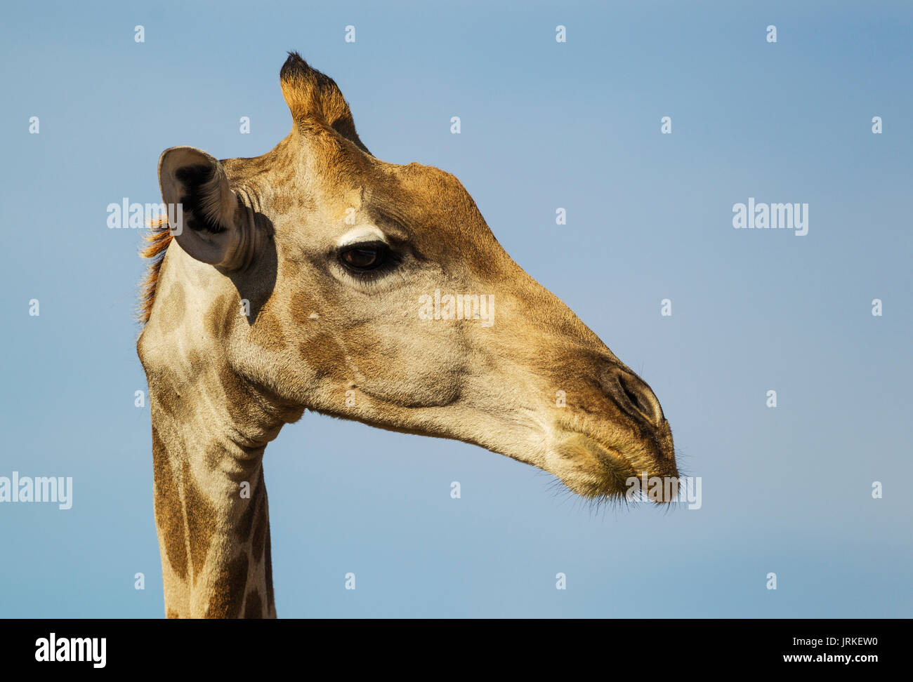 Giraffewild hi-res stock photography and images - Alamy