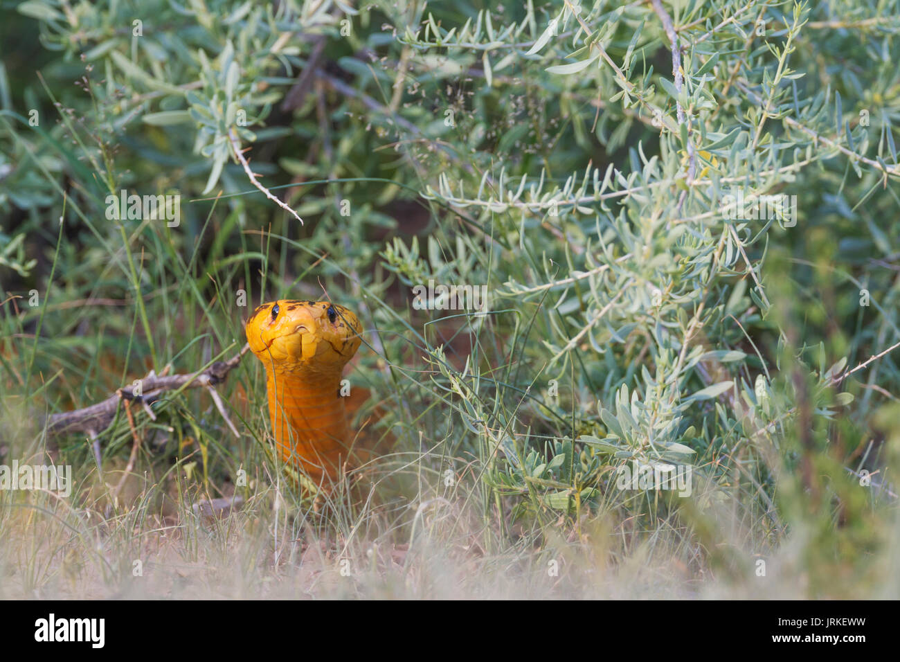 Cape Cobra (Naja nivea), during the rainy season in green surroundings ...