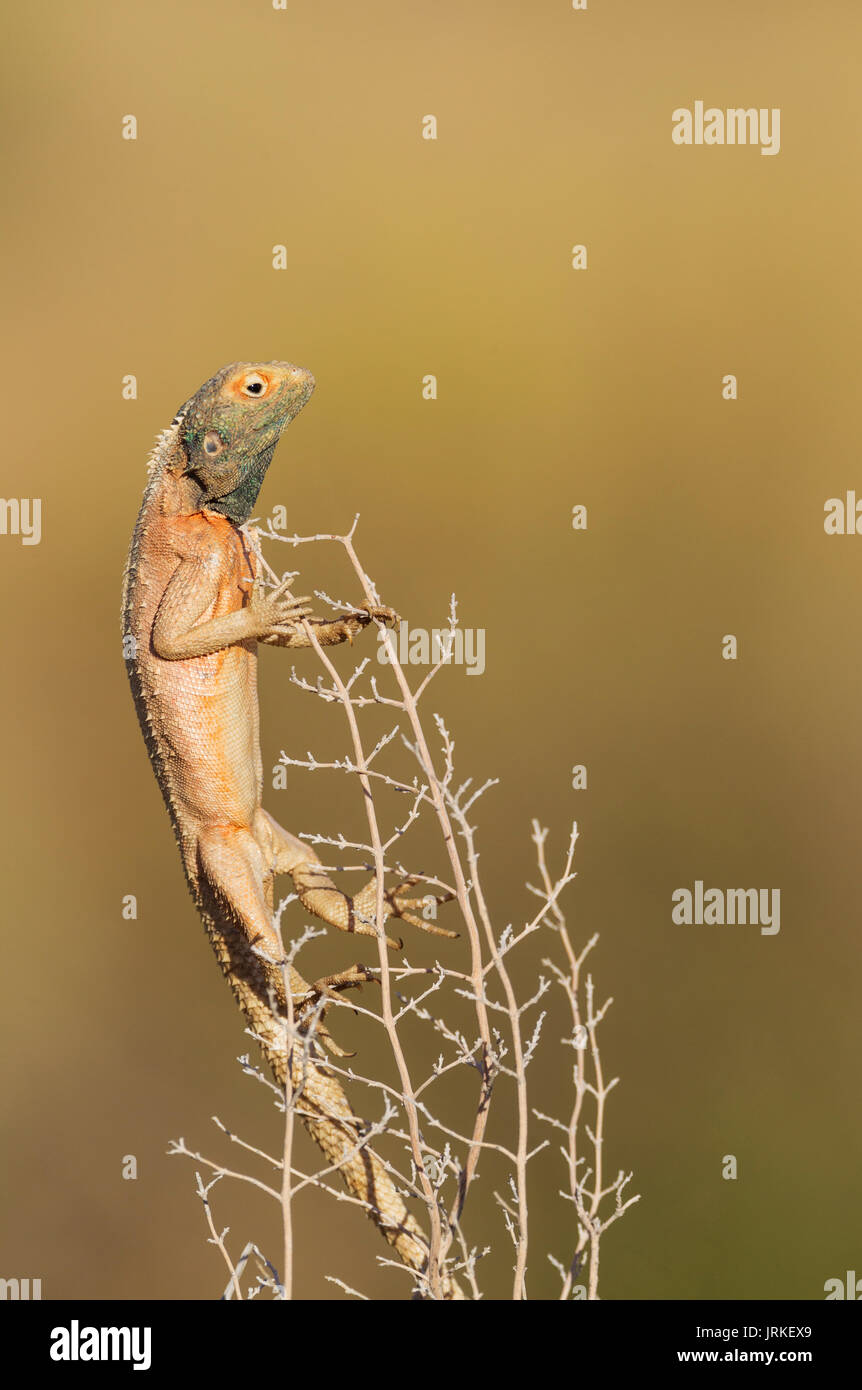 Ground Agama (Agama aculeata), male, climbing on low shrub, Kalahari ...
