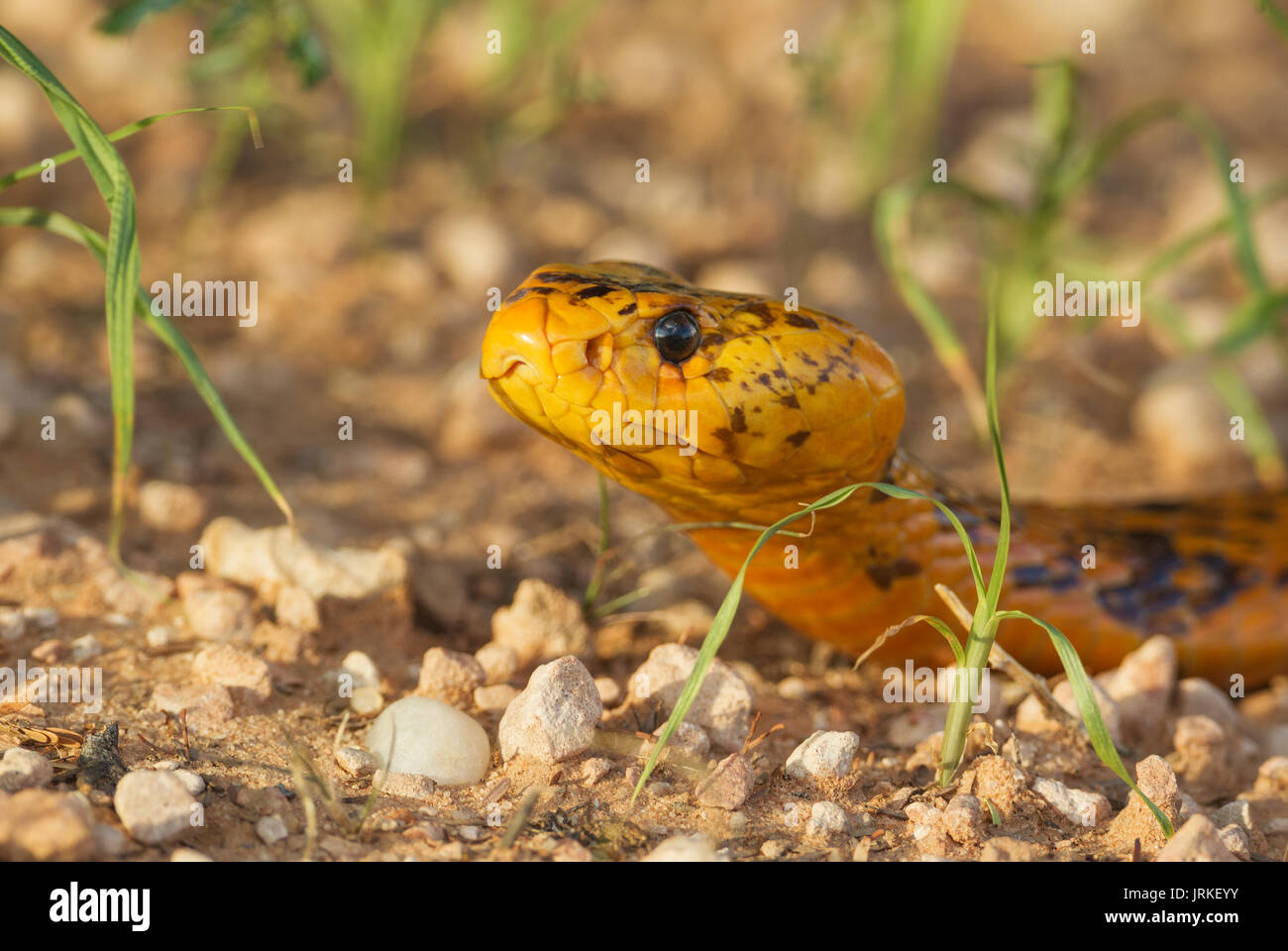 Cape Cobra (Naja nivea), during the rainy season in green grass ...