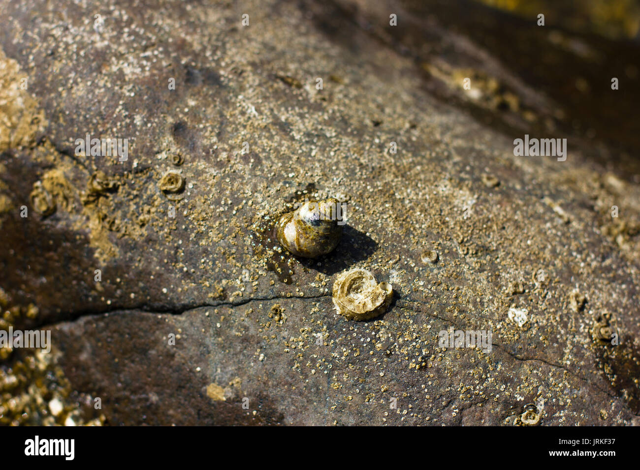 Sea snail on the rock Stock Photo - Alamy