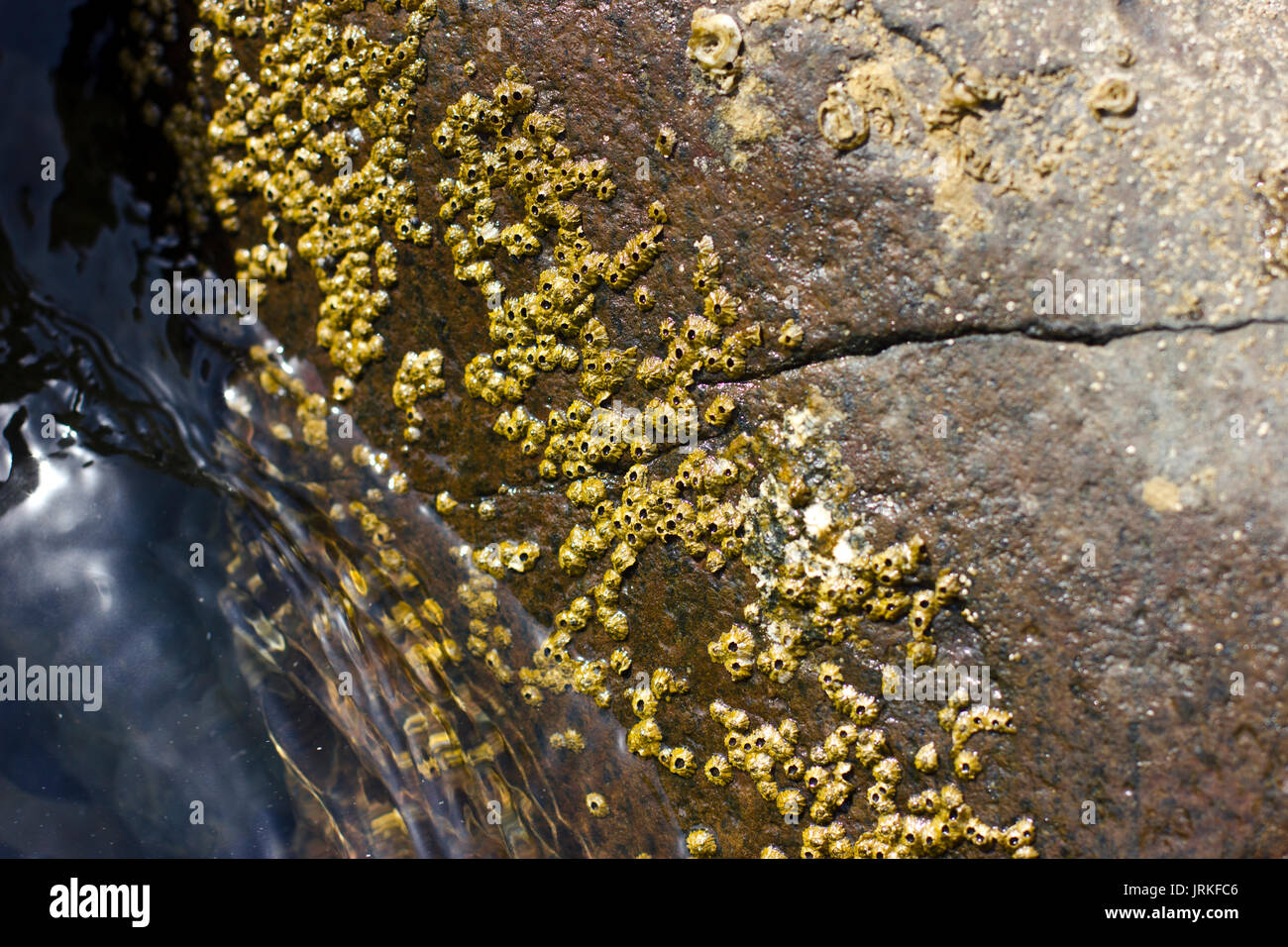Sea snail on the rock Stock Photo - Alamy