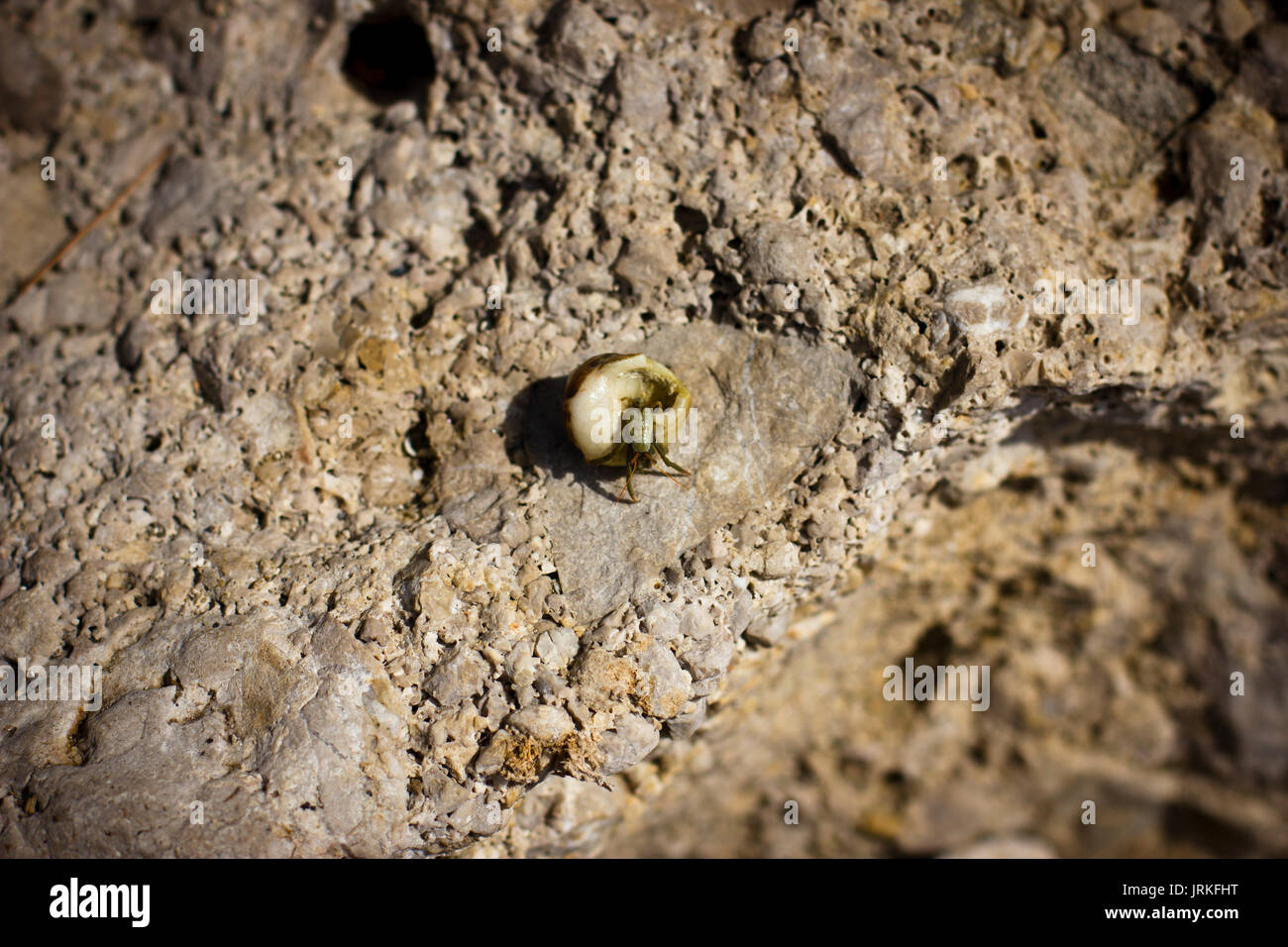 Sea snail on the rock Stock Photo - Alamy