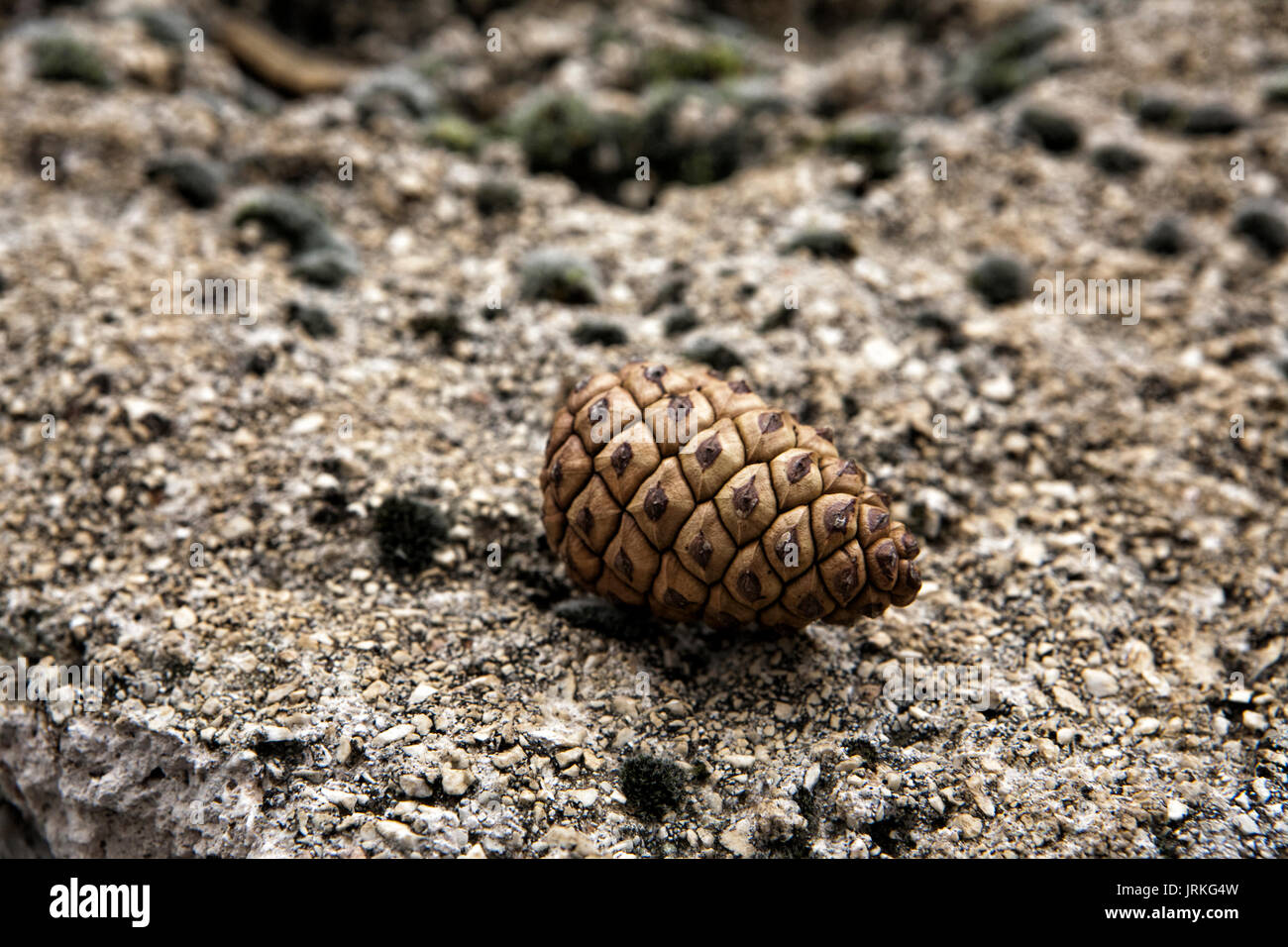 Ripe pineapple closed hi-res stock photography and images - Alamy