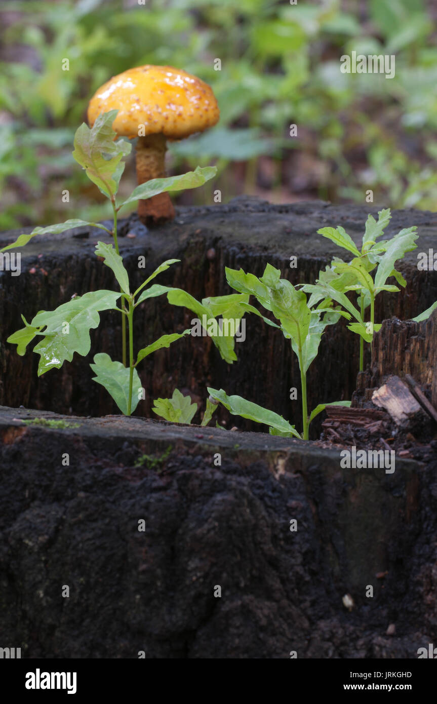 Oak seedlings and Pholiota aurivella mushroom on an old stump Stock ...