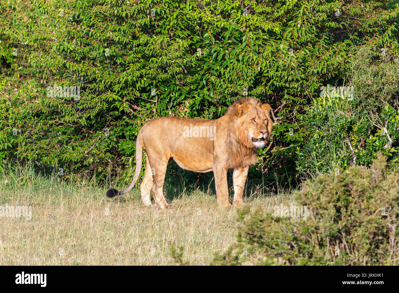 Lion male who is watching, at a bush of the savannah in Africa Stock ...