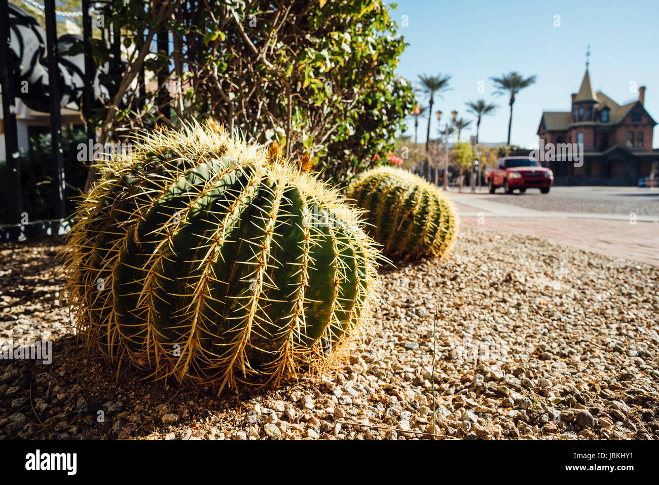 Meloncactus intortus hi-res stock photography and images - Alamy
