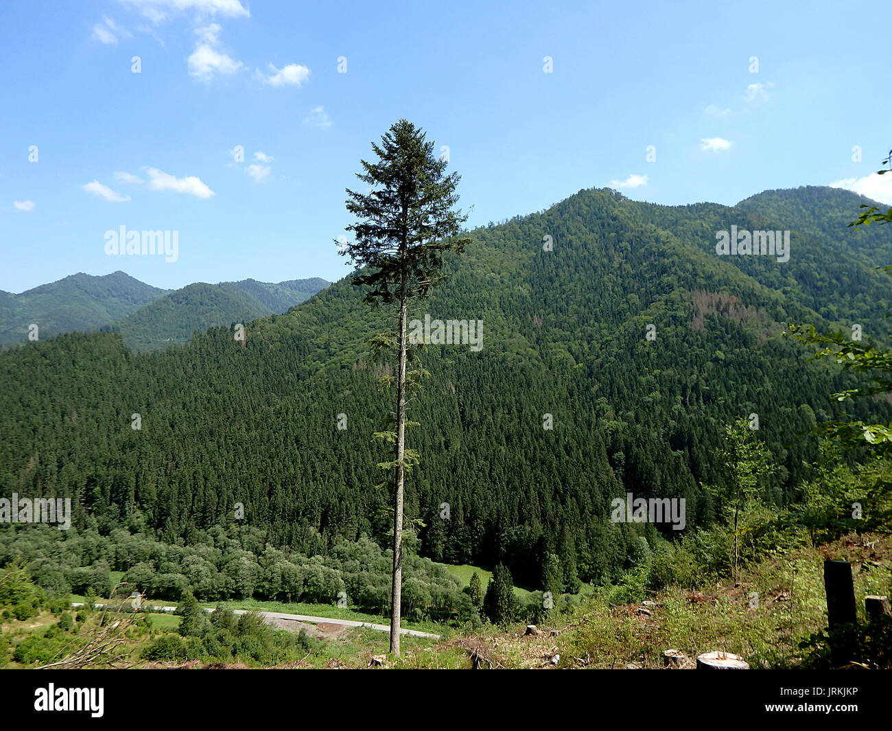 Summer mountain landscape with big fir tree,(abies alba), fir tree ...
