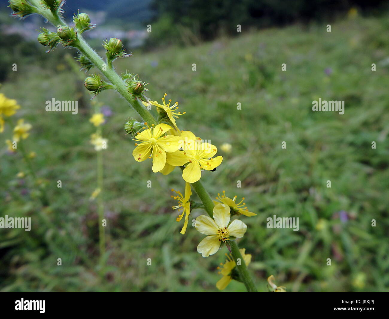 Common agrimony, (Agrimonia eupatoria), Yellow flower Stock Photo - Alamy