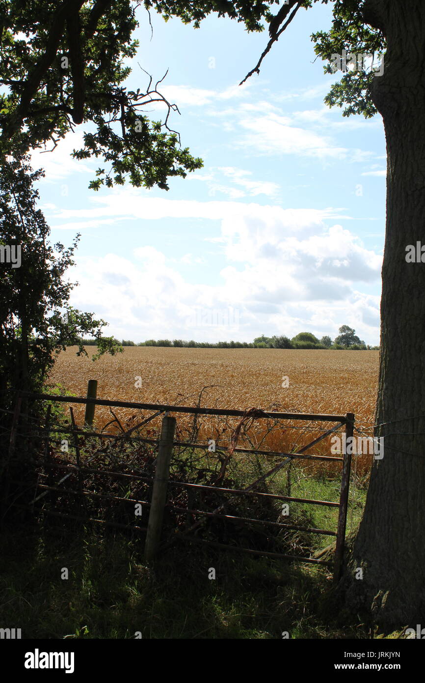 view through gateway into wheat field Stock Photo - Alamy
