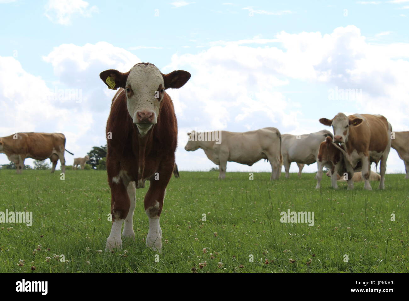 Simmental calve outside on grass Stock Photo - Alamy