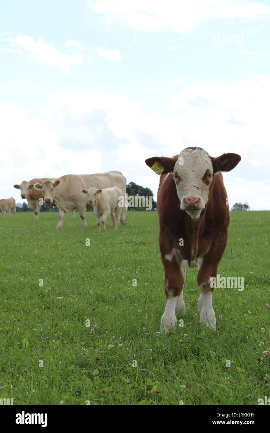 Simmental Cross High Resolution Stock Photography and Images - Alamy