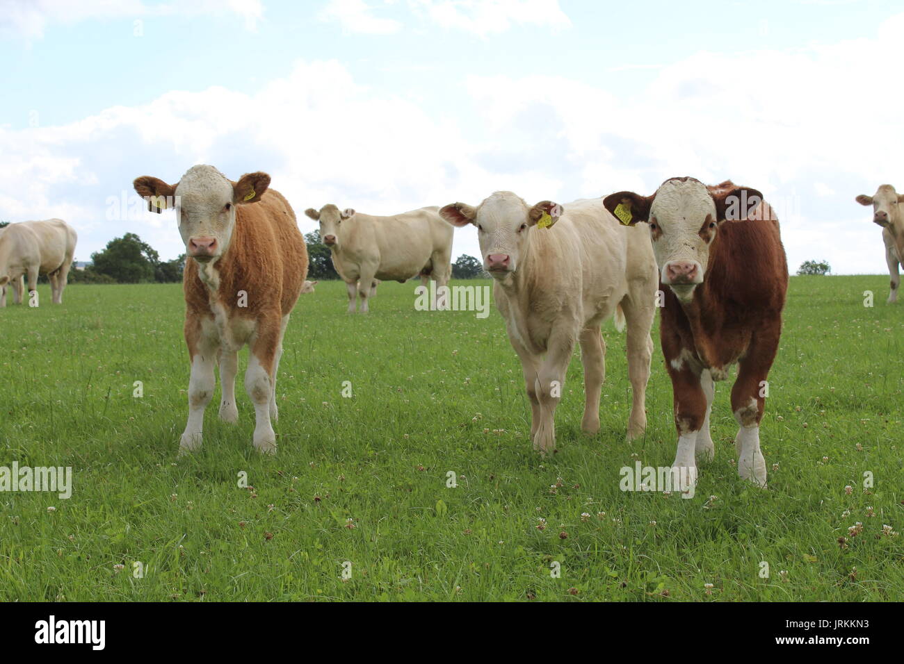 group of calves in field Stock Photo - Alamy