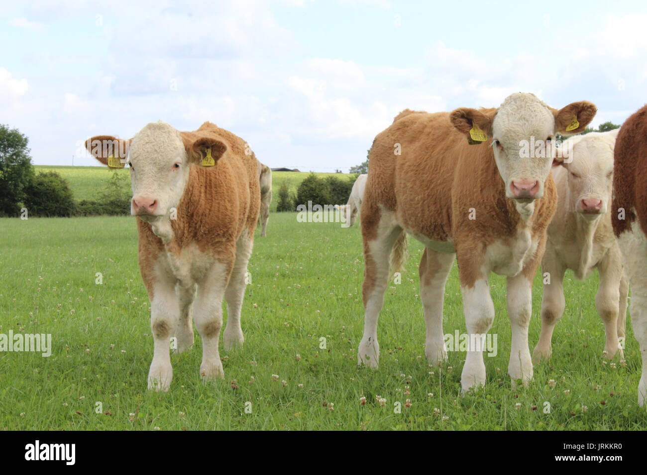 Simmental calve outside on grass Stock Photo - Alamy