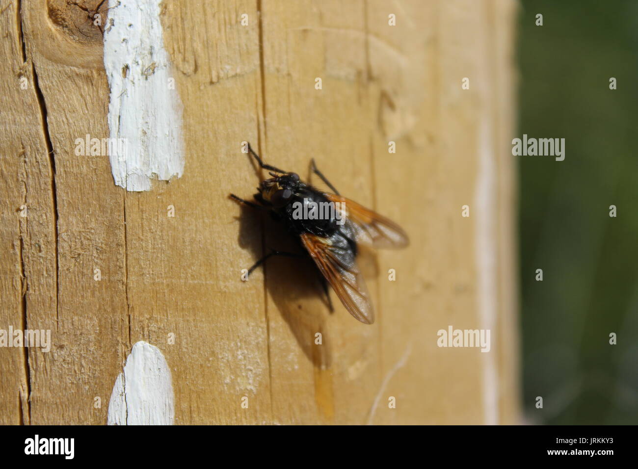 Noon Fly - Mesembrina meridiana close up Stock Photo - Alamy