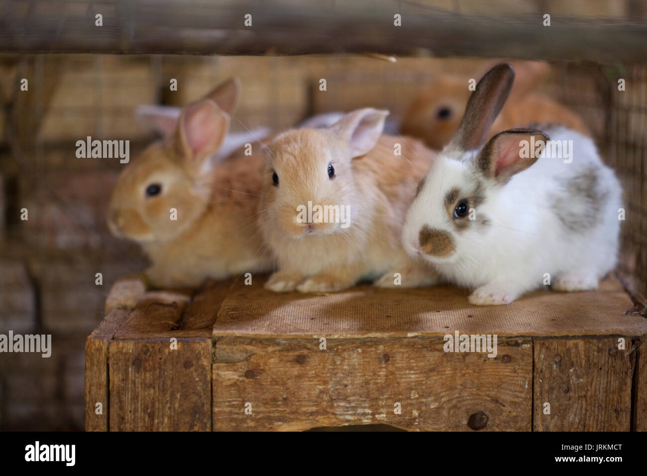 Rabits hi-res stock photography and images - Alamy