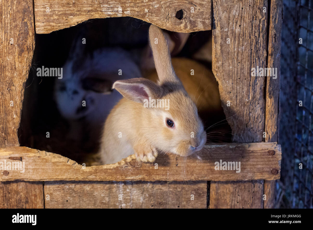 Rabits in a wood cage Stock Photo - Alamy