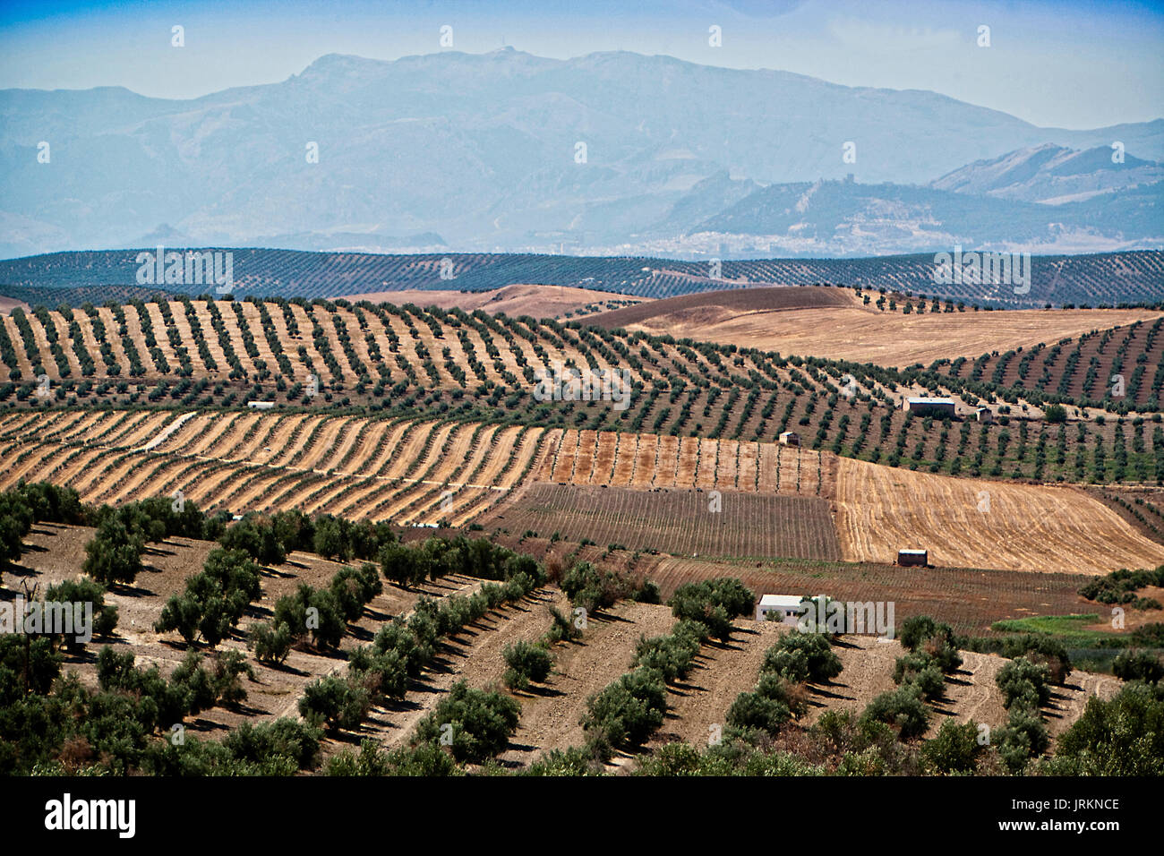 Olive trees spain hi-res stock photography and images - Alamy