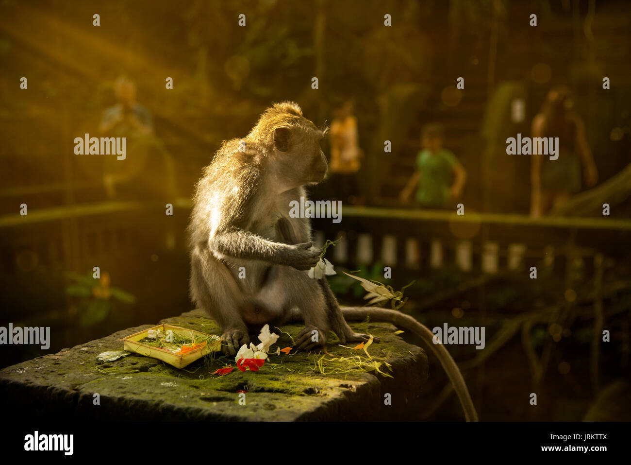 Monkey plays with the offering for the god in hinduism religion at ...