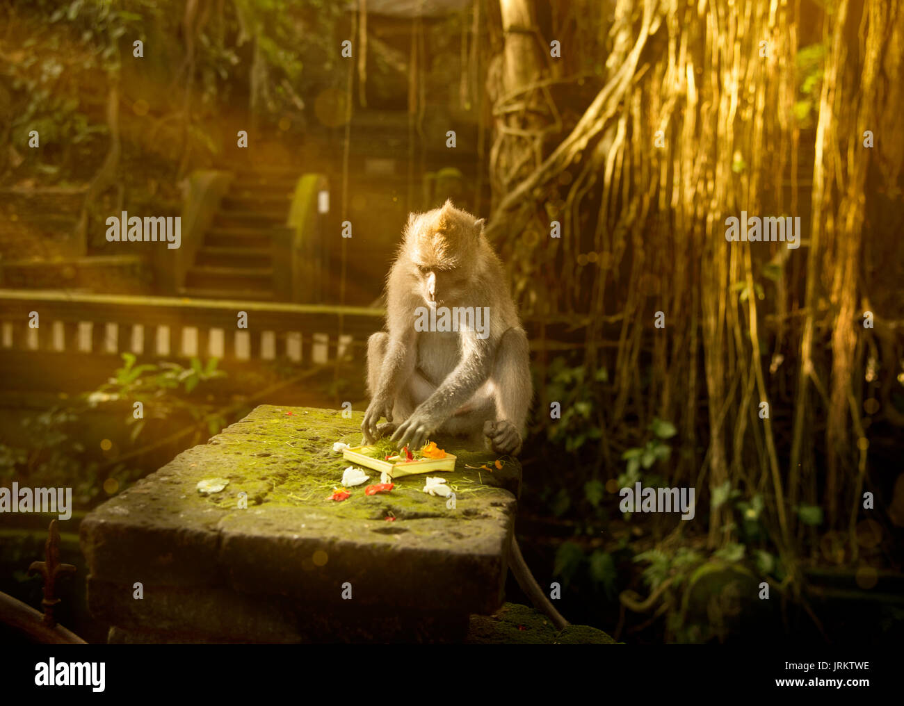 Monkey plays with the offering for the god in hinduism religion at ...