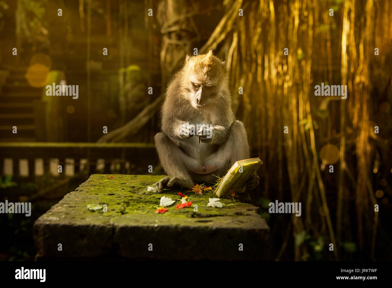 Monkey plays with the offering for the god in hinduism religion at ...