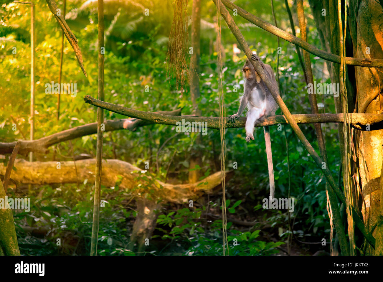 Monkey sitting on a tree in Sacred Monkey Forest Sanctuary Indonesia ...