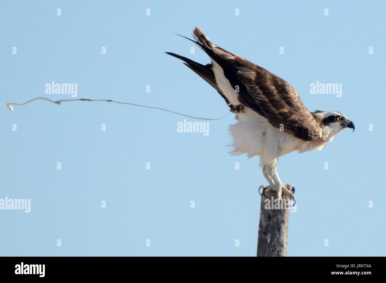 Projectile poo hi-res stock photography and images - Alamy