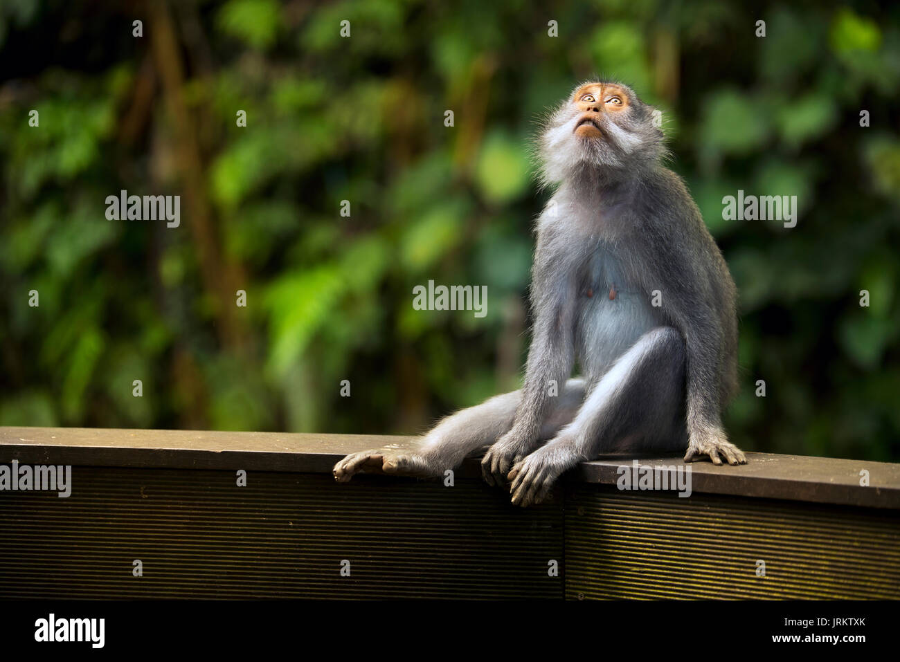 Portrait of a looking up monkey in Sacred Monkey Forest Sanctuary Ubud ...
