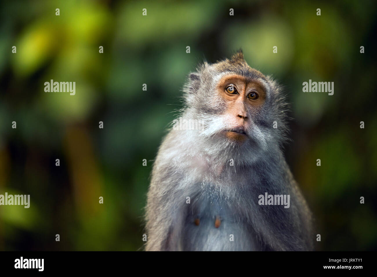 Portrait of a monkey in Sacred Monkey Forest Sanctuary Ubud Bali ...
