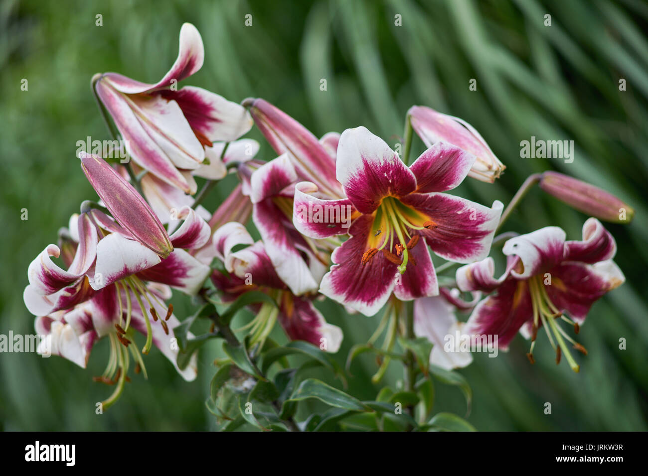 Lush lily flowers Lilium Stock Photo - Alamy