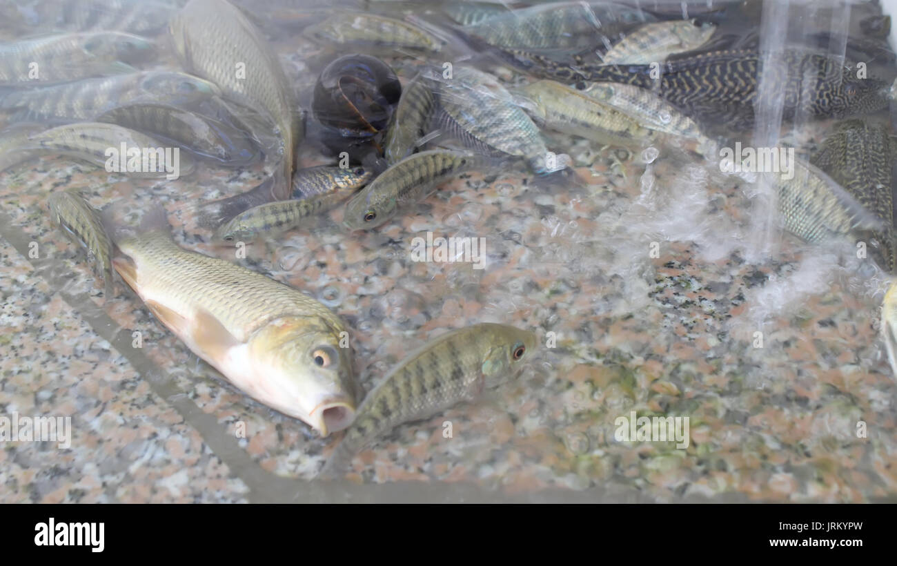 Nile tilapia water hi-res stock photography and images - Alamy