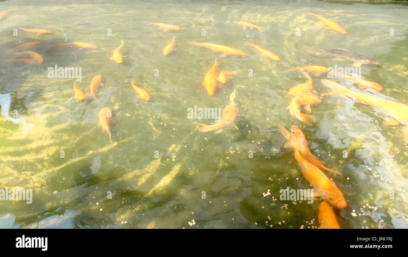 Golden carp hi-res stock photography and images - Alamy