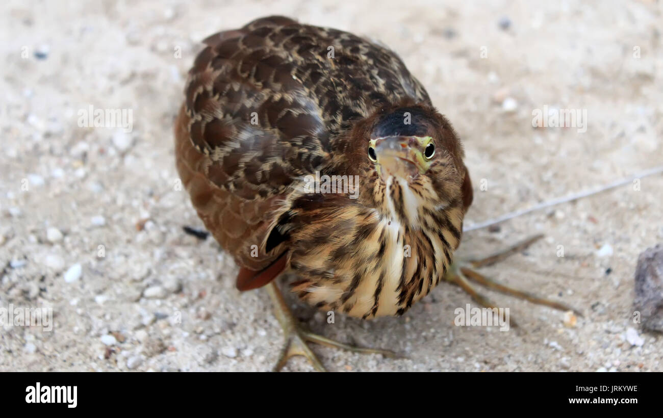 Umbrette hi-res stock photography and images - Alamy