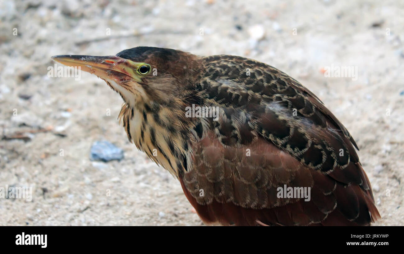 Stork in cage hi-res stock photography and images - Alamy